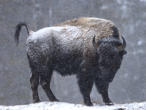 Be The Buffalo